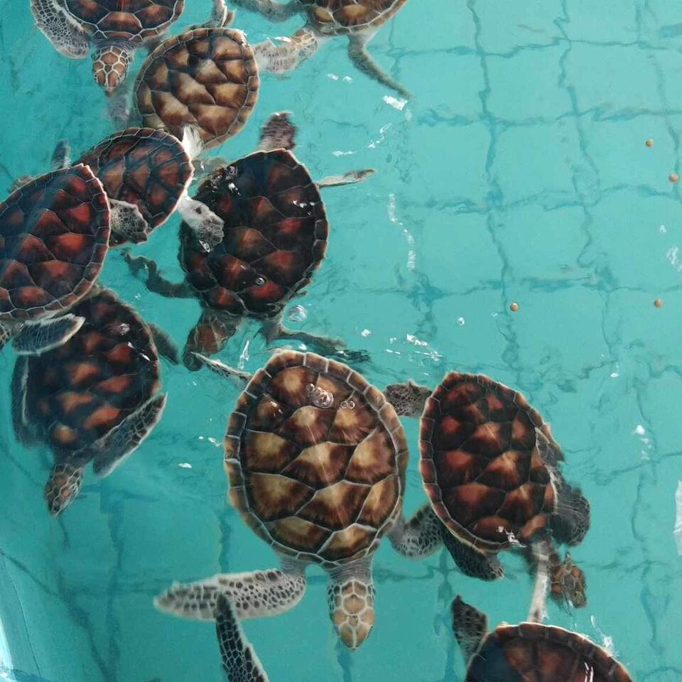 Bamboo Haft Day | From Khao Lak